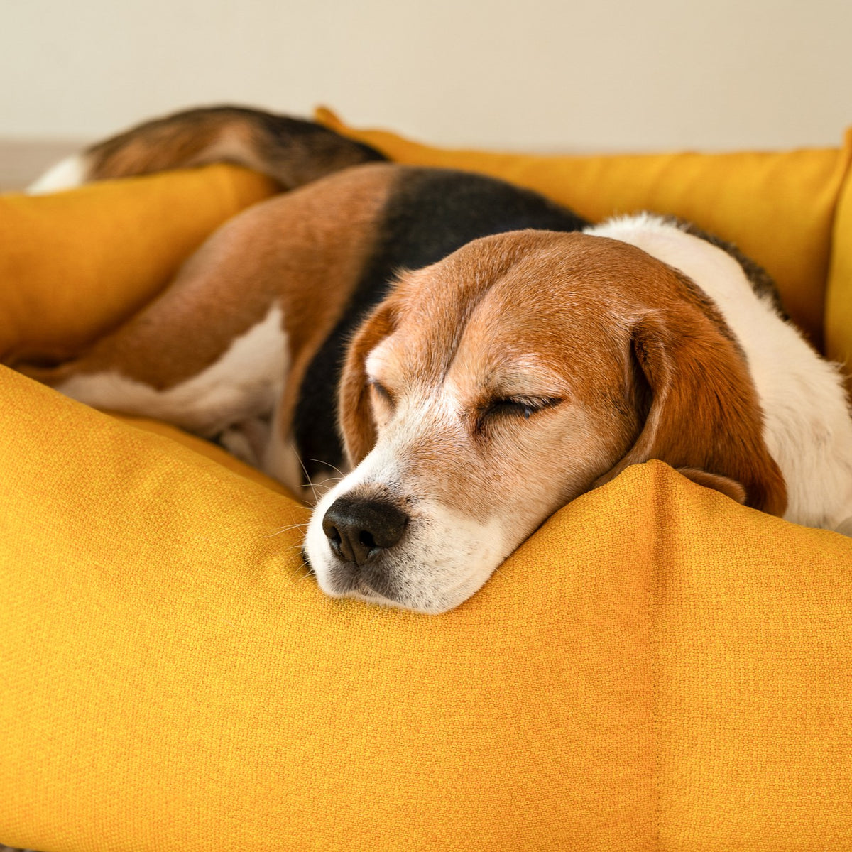 Relaxed Dogs – Studio Kanto