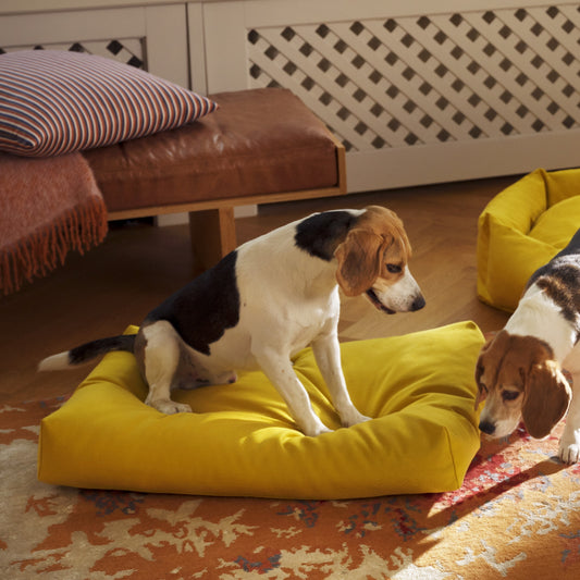 Kanto - Nordic Interior Design For Pets